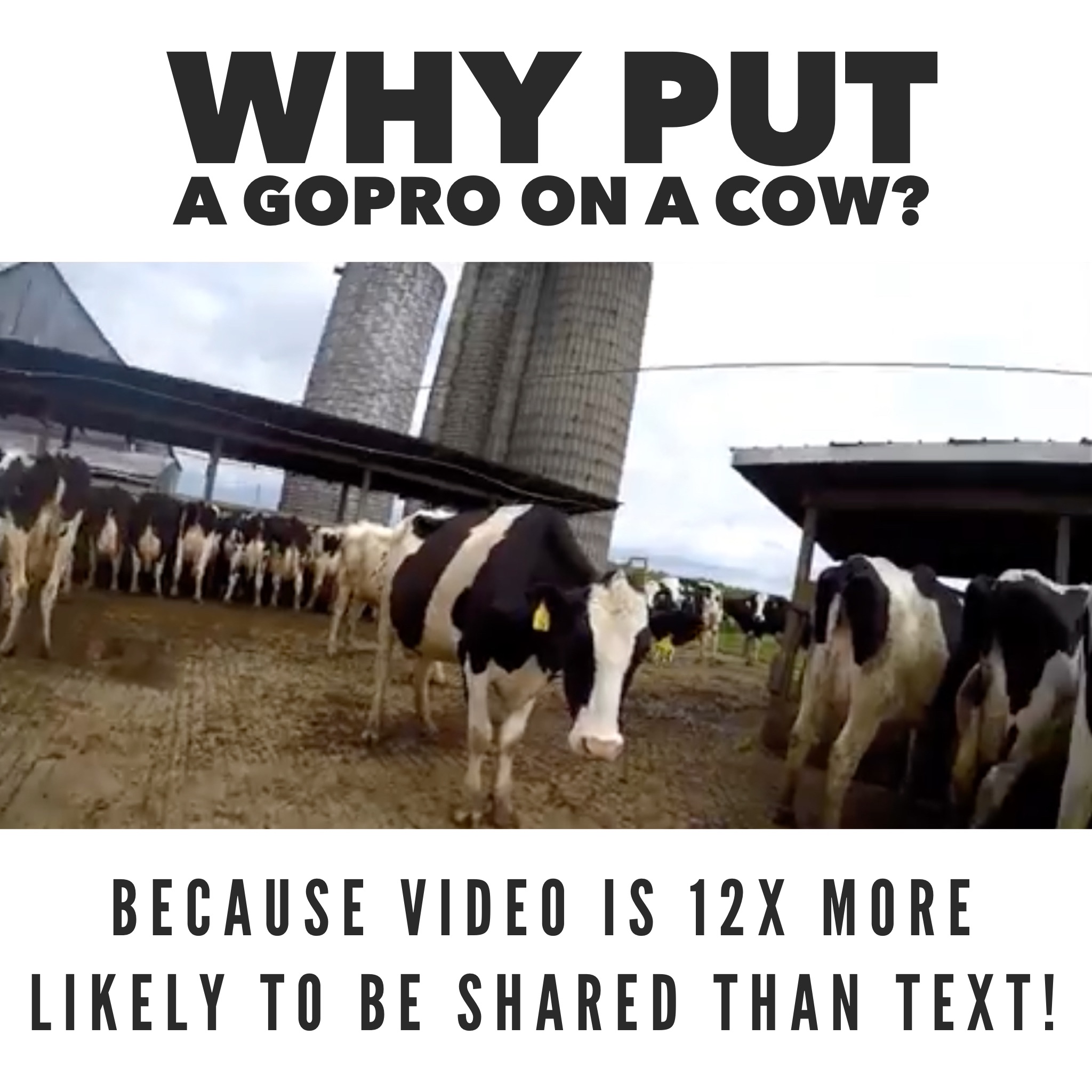 why-put-gopro-on-a-cow – Don Schindler